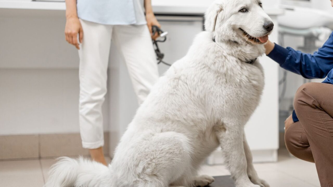 Best Veterinary Hospital In Duvall, WA | Cherry Valley Vet